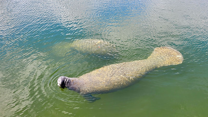 Review and comment: Draft update to Miami-Dade’s Manatee Protection ...